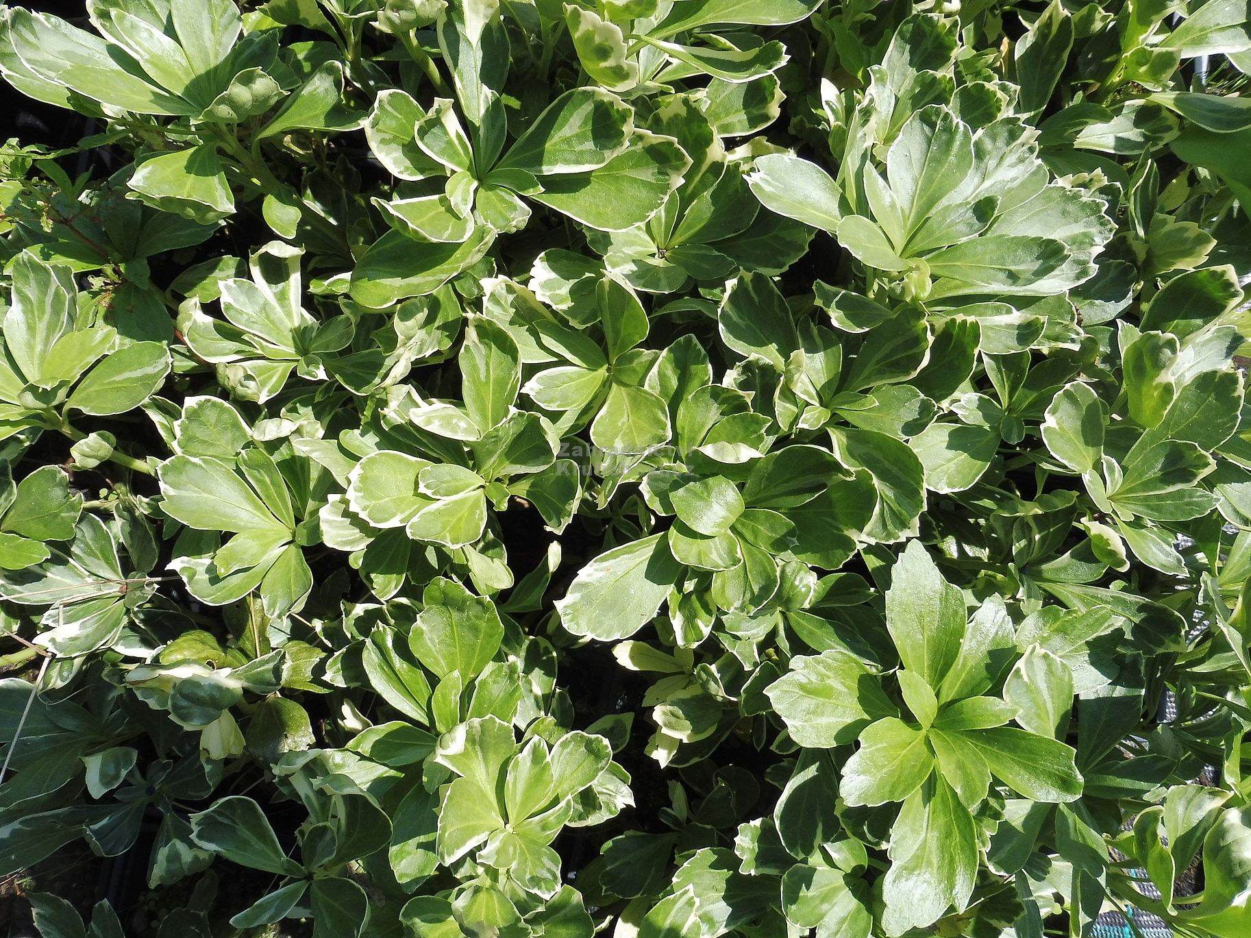 Pachysandra terminalis " Silver Edge " - tlustonitník klasnatý ...