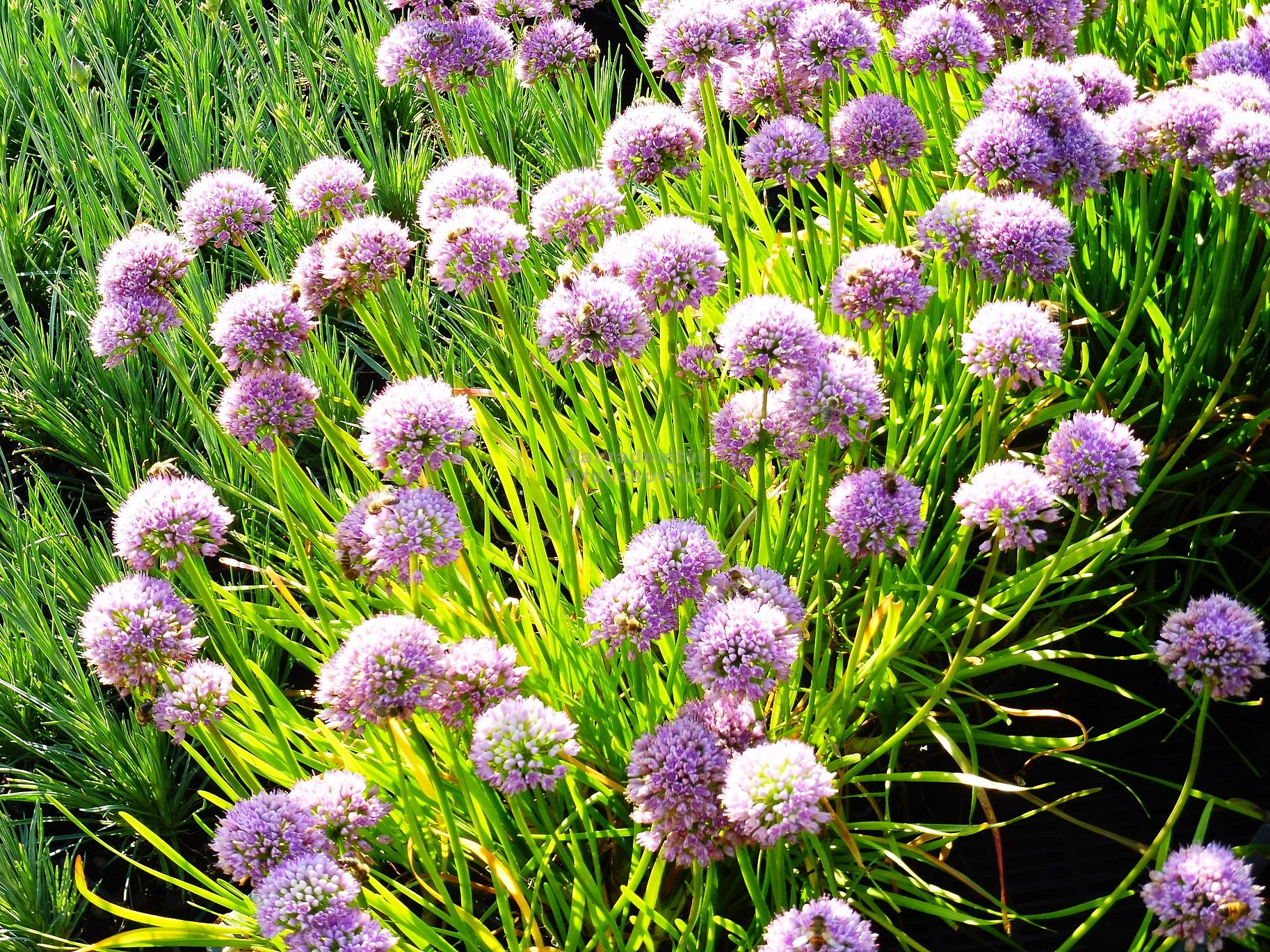 Allium senescens ssp. senescens - česnek šerý pravý Zahradnictví ...