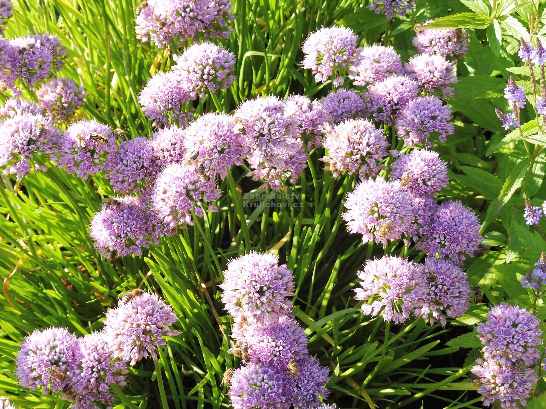 Allium senescens ssp. senescens - česnek šerý pravý Zahradnictví ...