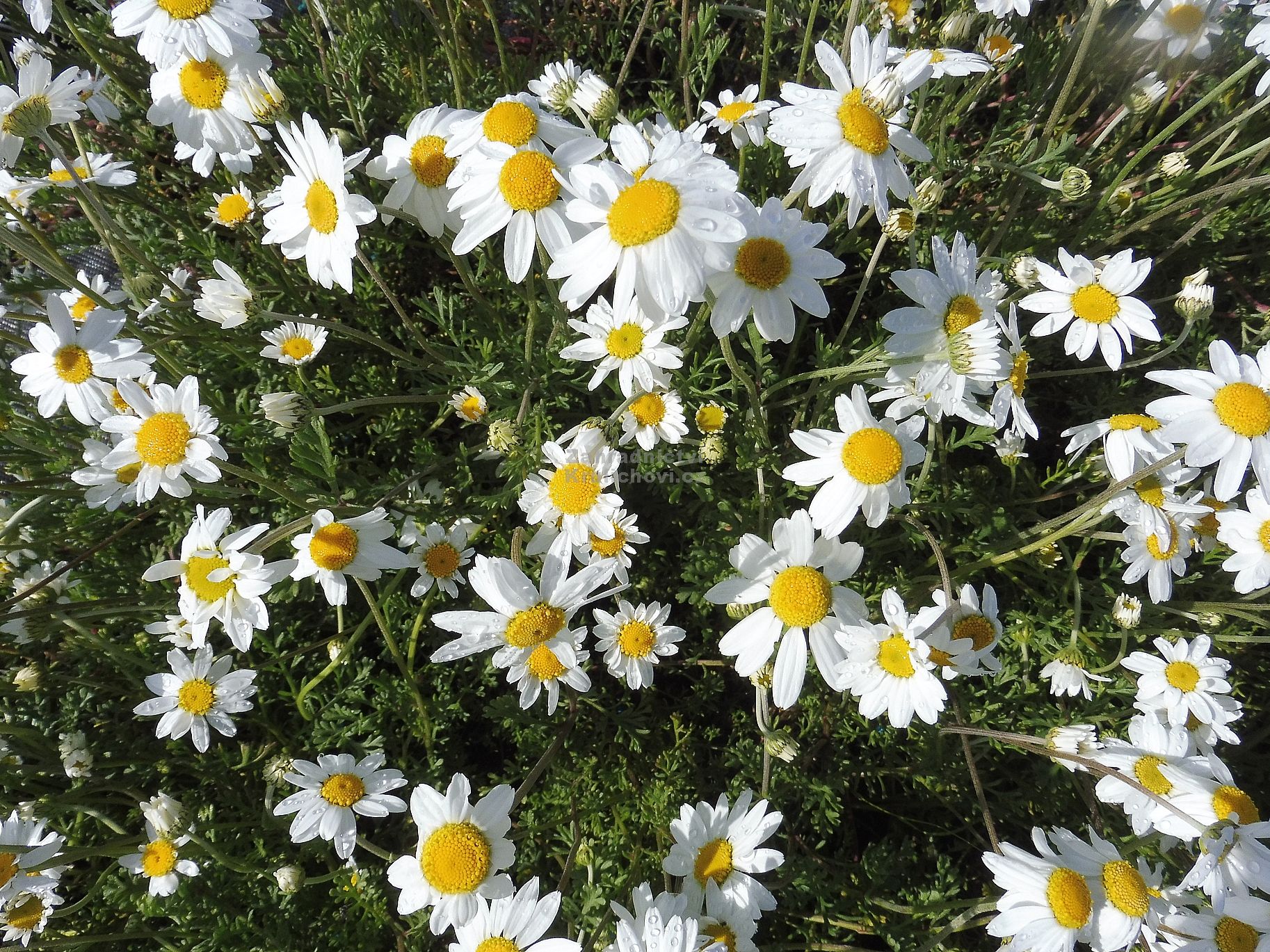 Anthemis carpatica ' Karpatenschnee ' - rmen karpatský Zahradnictví ...
