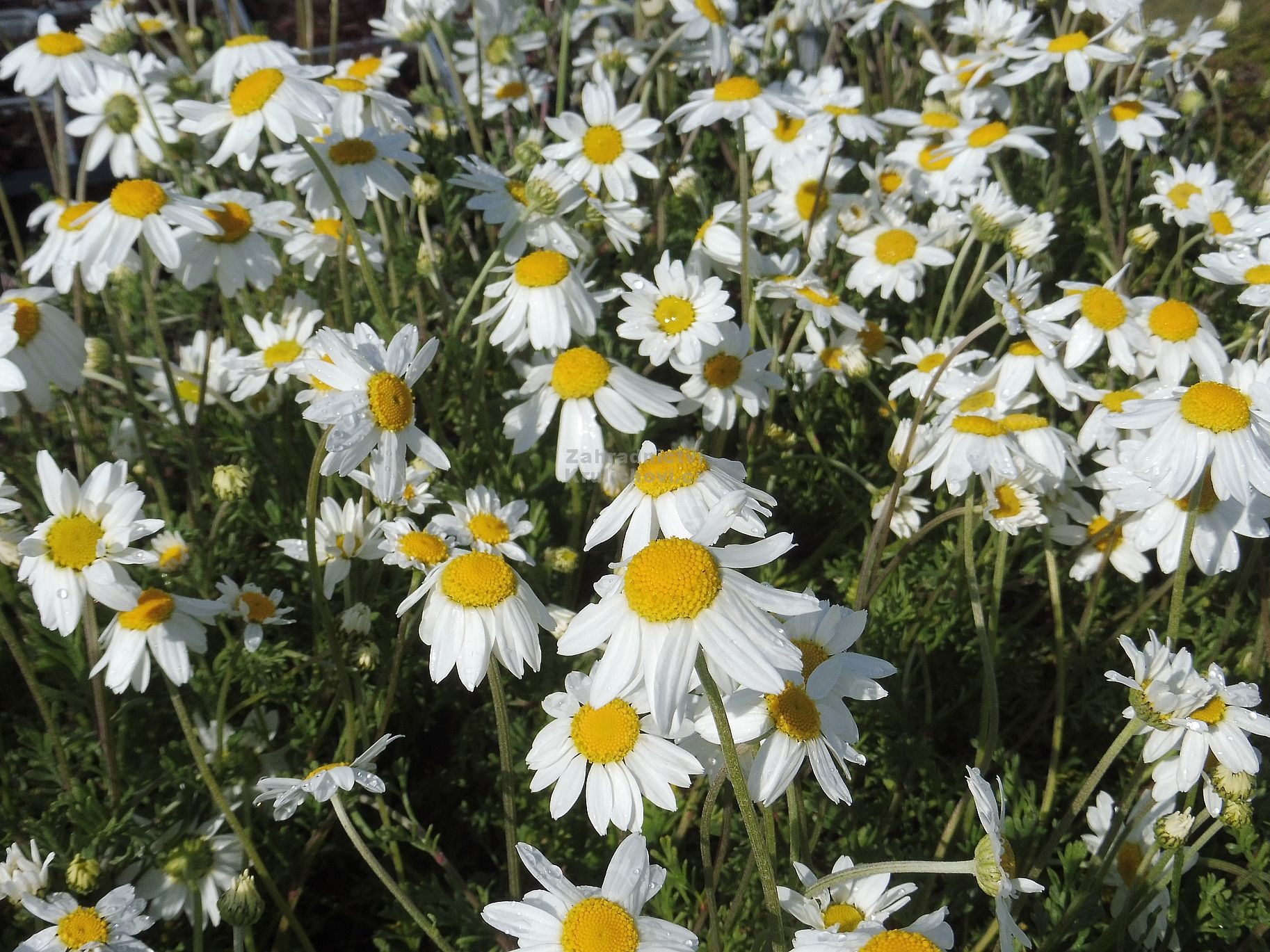 Anthemis carpatica ' Karpatenschnee ' - rmen karpatský Zahradnictví ...