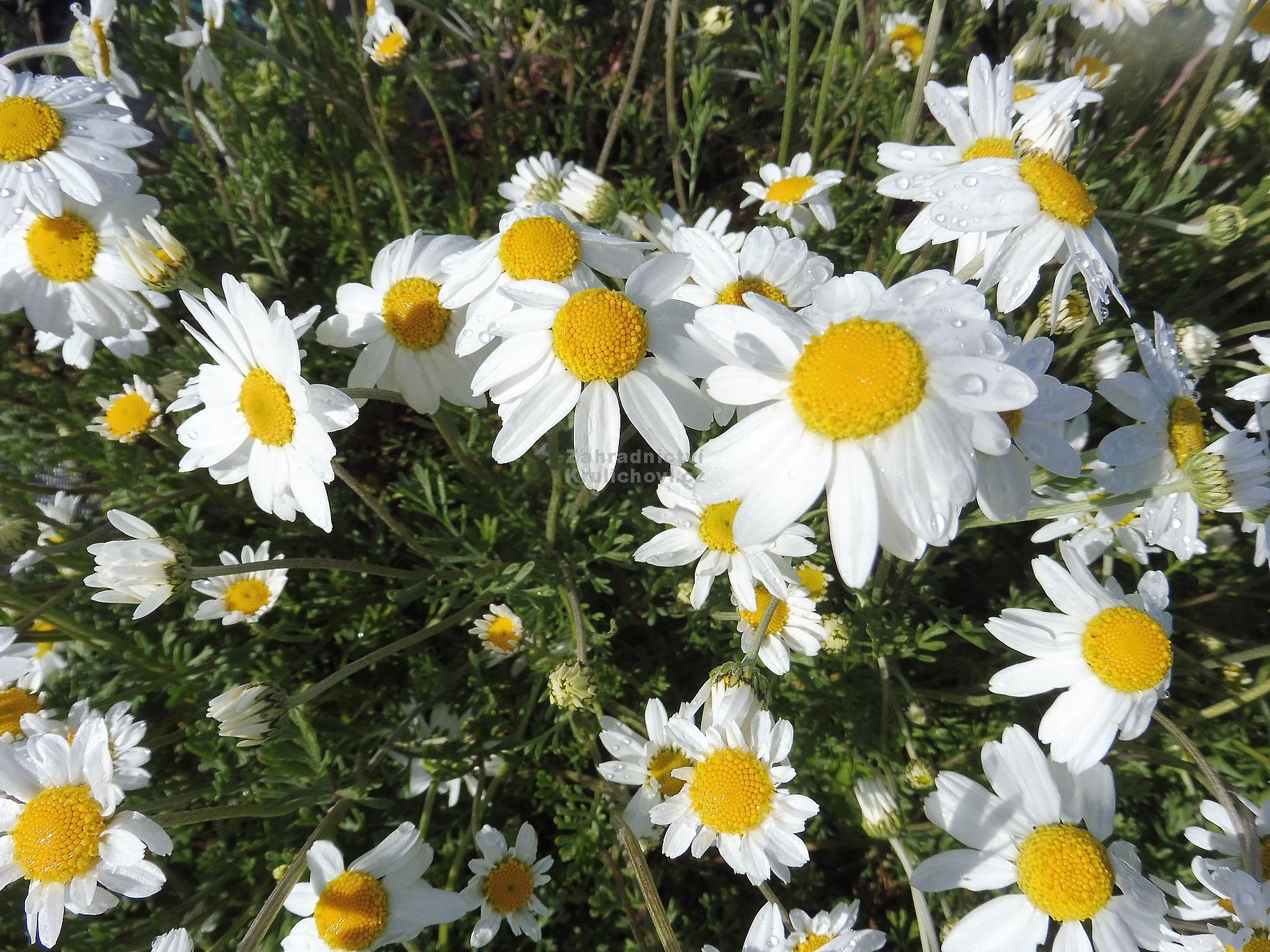 Anthemis carpatica ' Karpatenschnee ' - rmen karpatský Zahradnictví ...