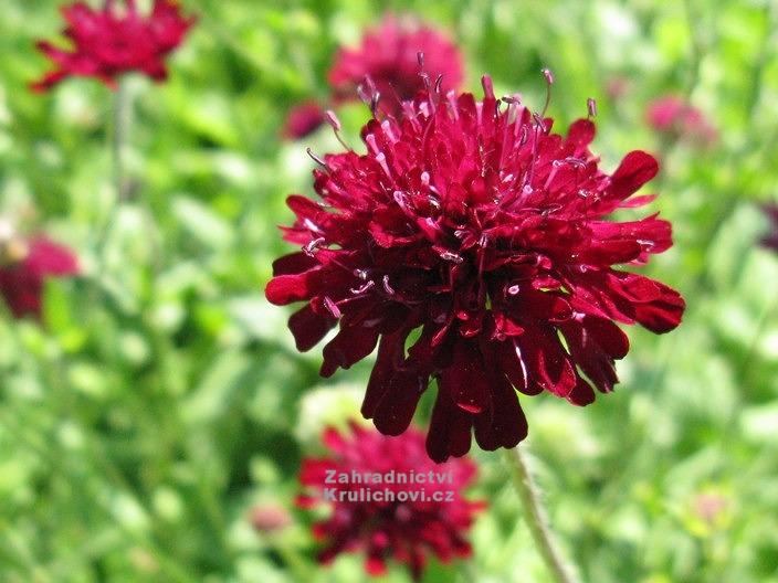 Knautia macedonica " Mars Midget " - chrastavec makedonský Zahradnictví ...