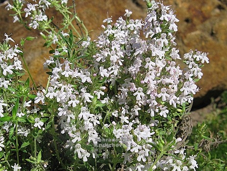 Thymus fragrantissimus " Orange " - tymián pomerančový Zahradnictví ...