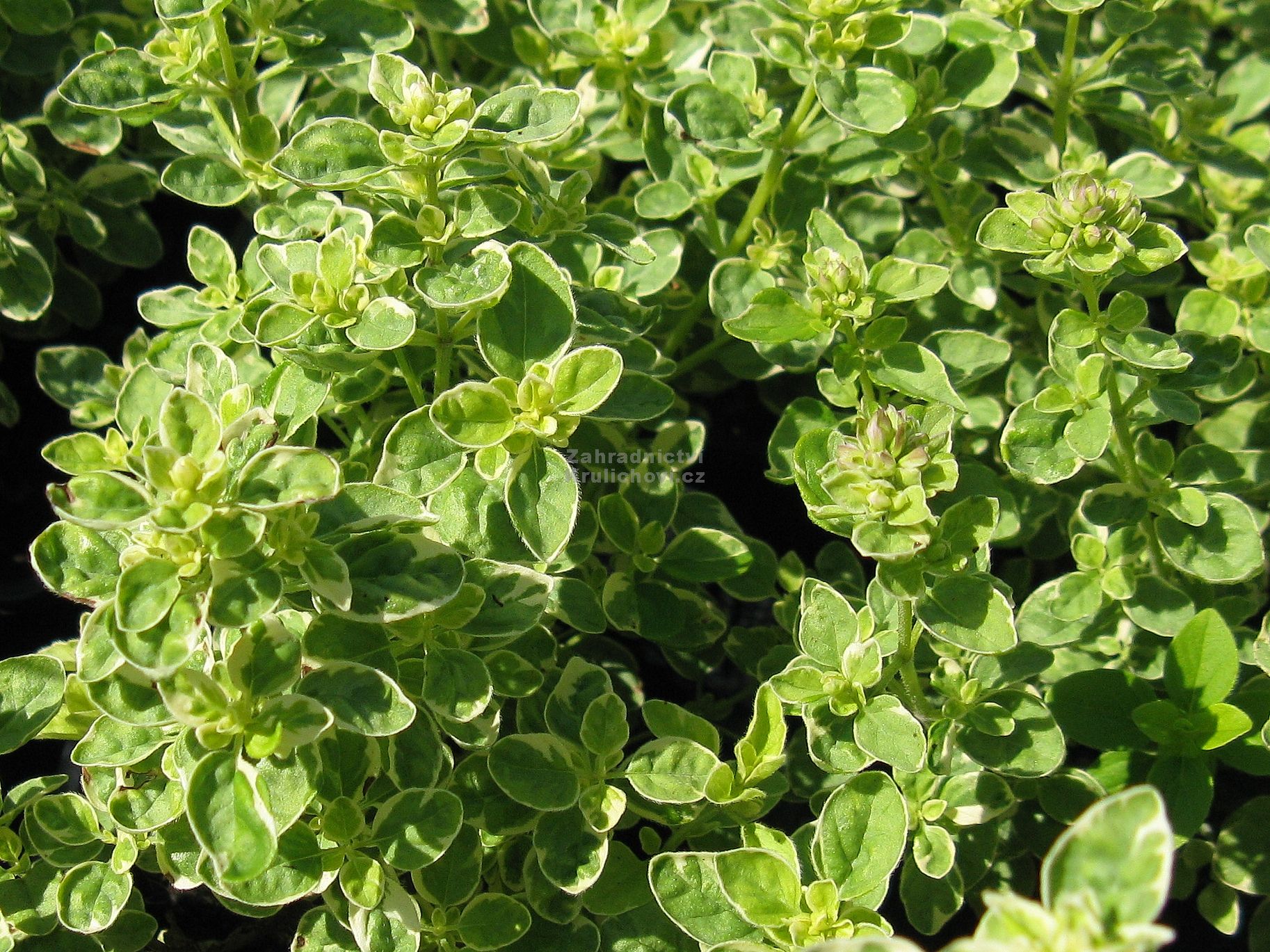 Origanum vulgare " Polyphant " - oregáno, dobromysl Zahradnictví ...