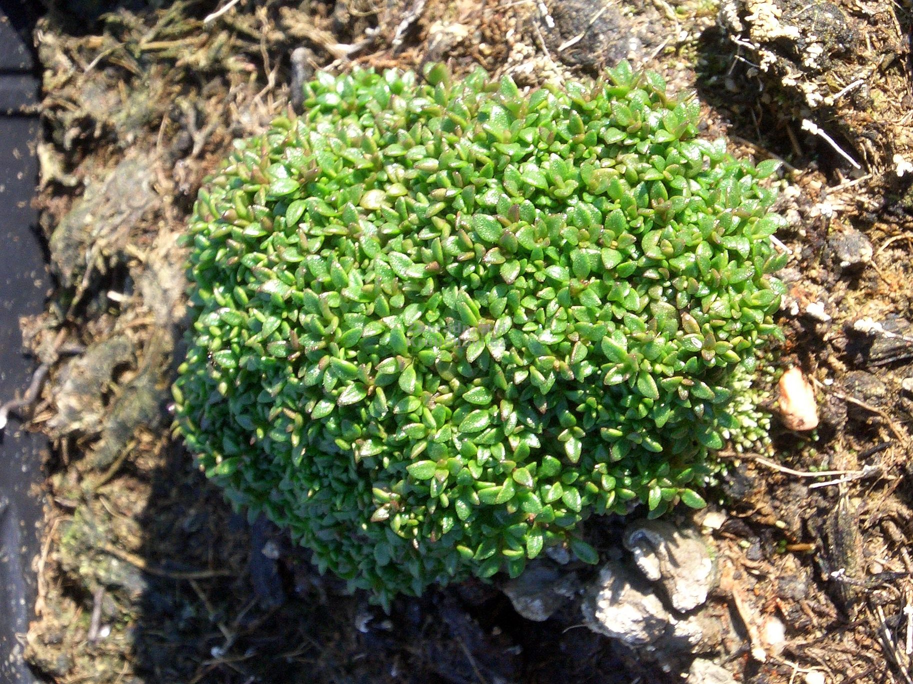Thymus serpyllum " Elfin " - mateřídouška Zahradnictví Krulichovi ...
