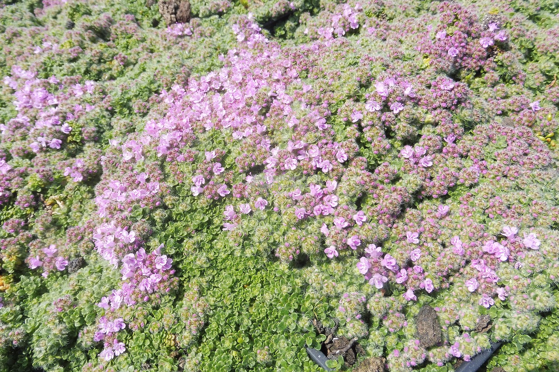 Thymus serpyllum " Elfin " - mateřídouška Zahradnictví Krulichovi ...