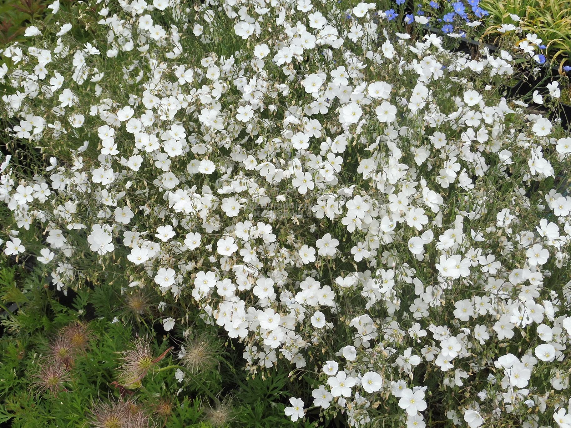 Linum perenne Nanum Album " Diamant " - len vytrvalý Zahradnictví ...