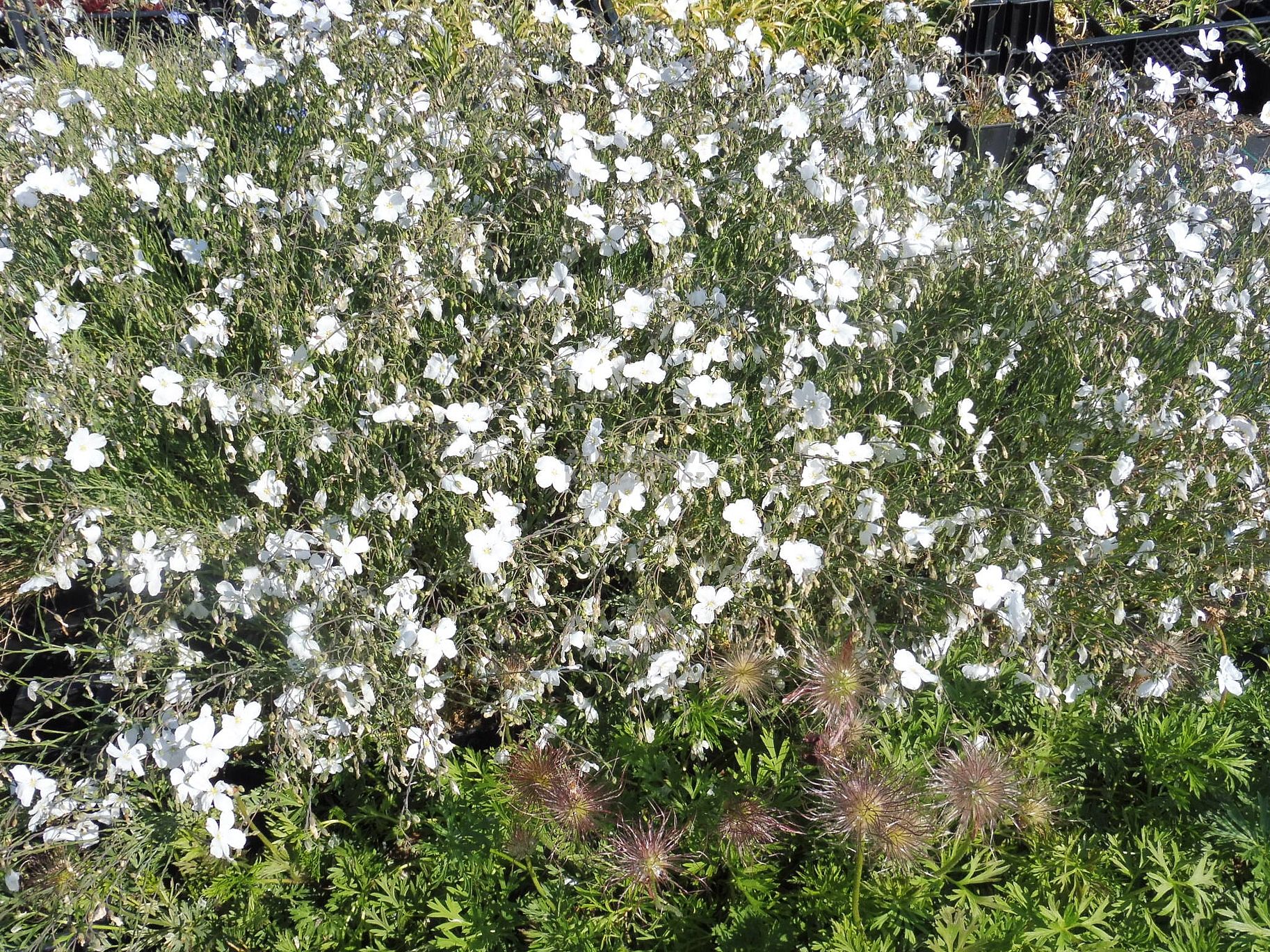 Linum perenne Nanum Album " Diamant " - len vytrvalý Zahradnictví ...