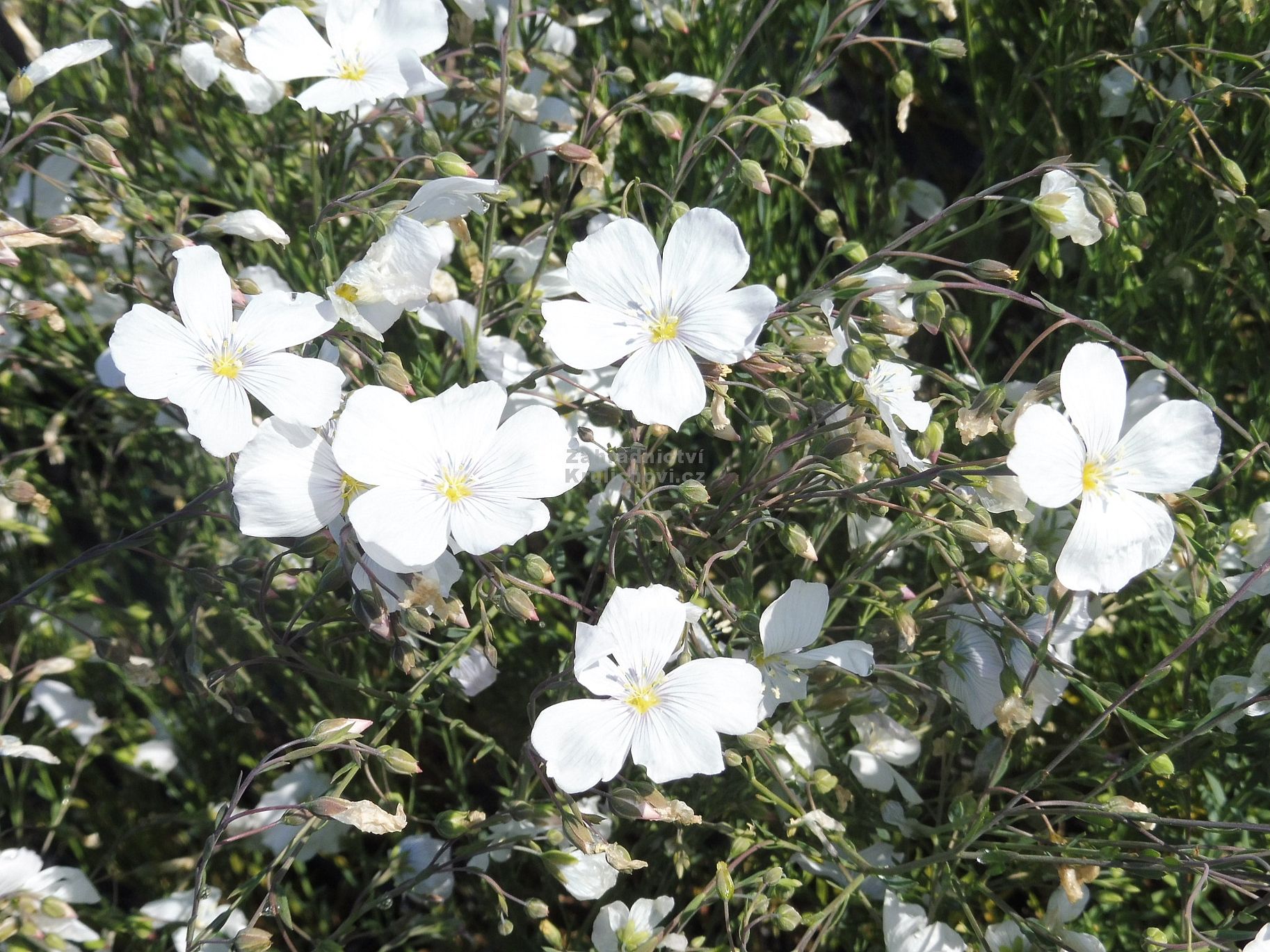 Linum perenne Nanum Album " Diamant " - len vytrvalý Zahradnictví ...