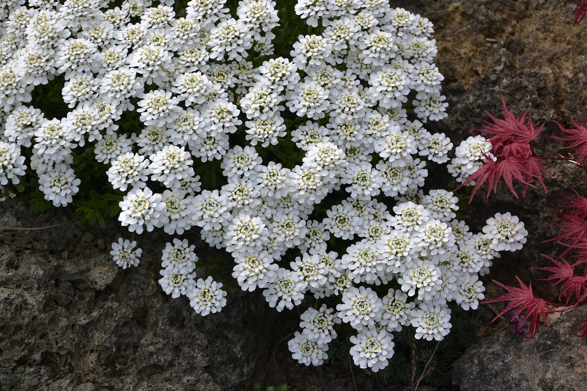 Iberis sempervirens " Purity " - štěničník, iberka Zahradnictví ...