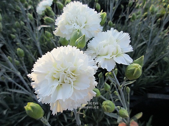 Dianthus " Scent First Memories " ® - karafiát, hvozdík Zahradnictví ...