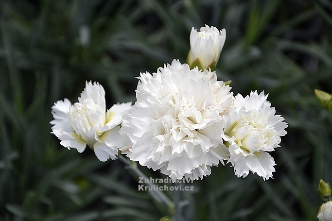 Dianthus " Scent First Memories " ® - karafiát, hvozdík Zahradnictví ...