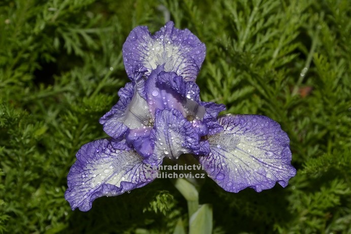 Iris x barbata Nana ( Iris pumila )" Petite Polka " - kosatec nízký ...