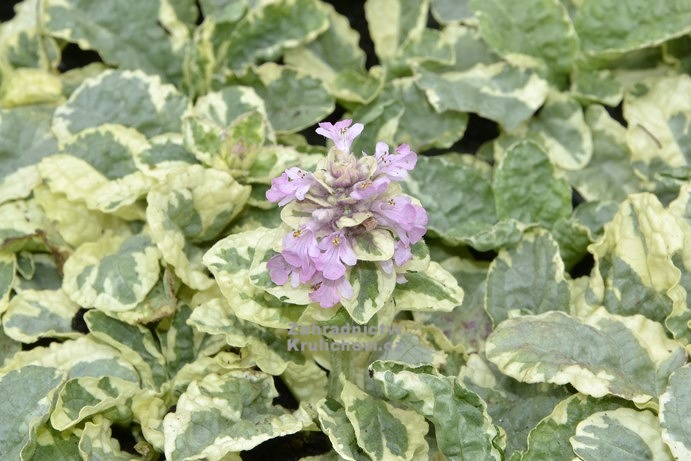Ajuga reptans " Pink Lightning " ® - zběhovec Zahradnictví Krulichovi ...