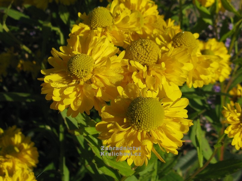 Helenium " Double Trouble " ® - záplevák Zahradnictví Krulichovi ...
