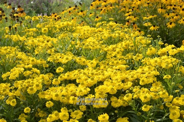 Helenium " Double Trouble " ® - záplevák Zahradnictví Krulichovi ...