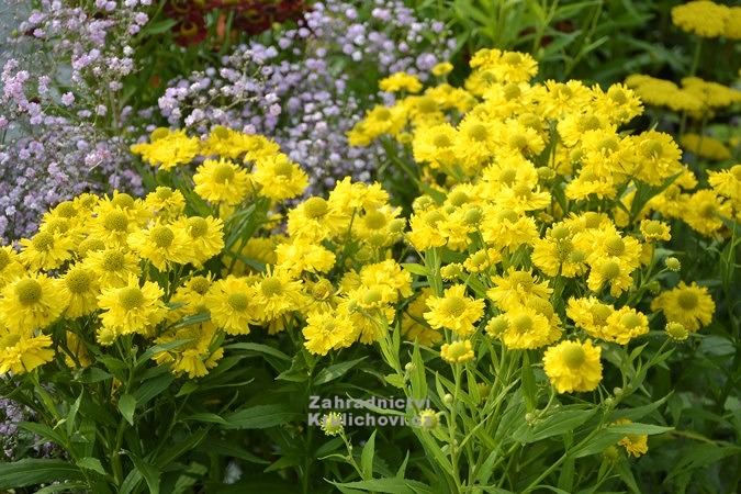 Helenium " Double Trouble " ® - záplevák Zahradnictví Krulichovi ...