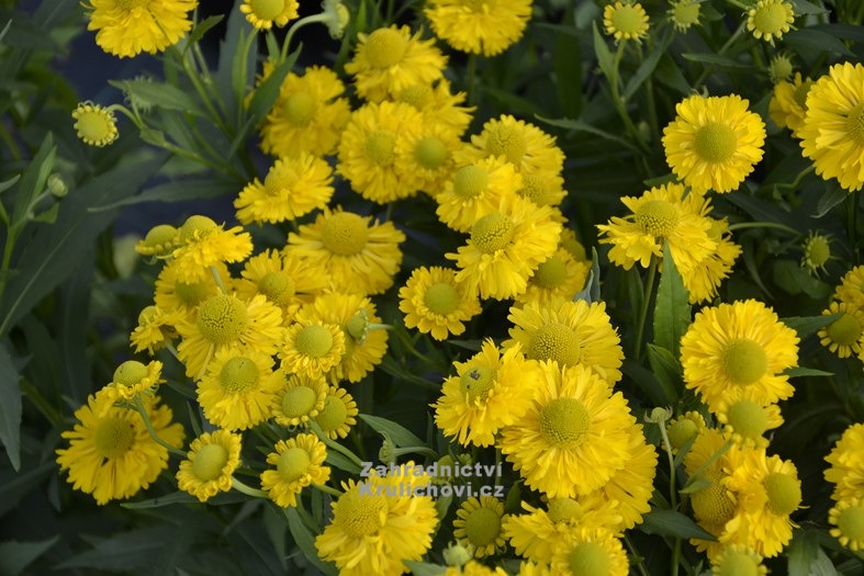 Helenium " Double Trouble " ® - záplevák Zahradnictví Krulichovi ...