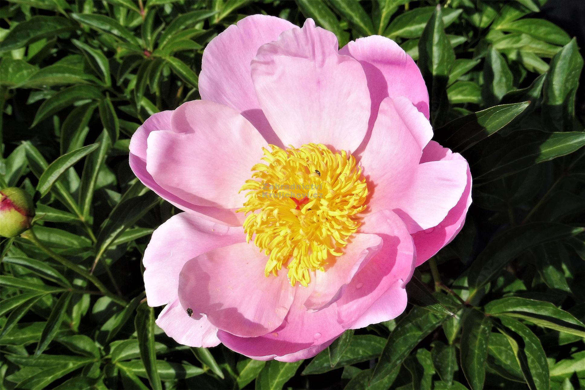 Paeonia lactiflora " Dancing Butterfly " - pivoňka čínská Zahradnictví ...