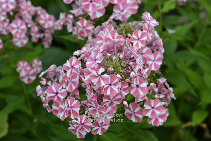 Phlox paniculata " Peppermint Twist " ® - flox, plamenka Zahradnictví ...