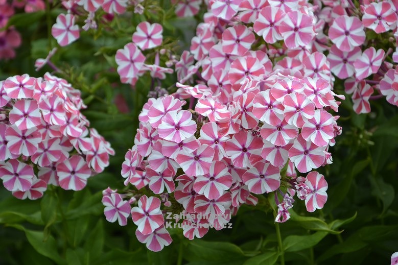Phlox paniculata " Peppermint Twist " ® - flox, plamenka Zahradnictví ...