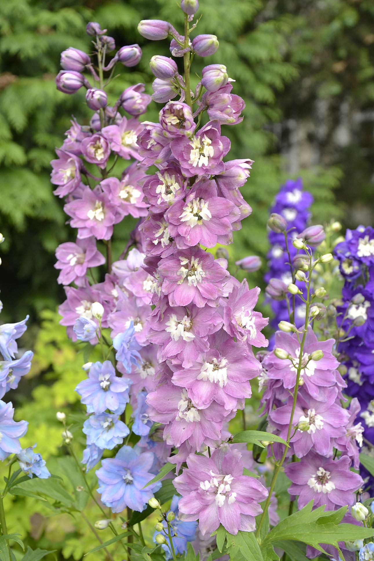 Delphinium Pacific Hybr. " Magic Fountain Deep Rose - White Bee " - ostrožka, stračka ...