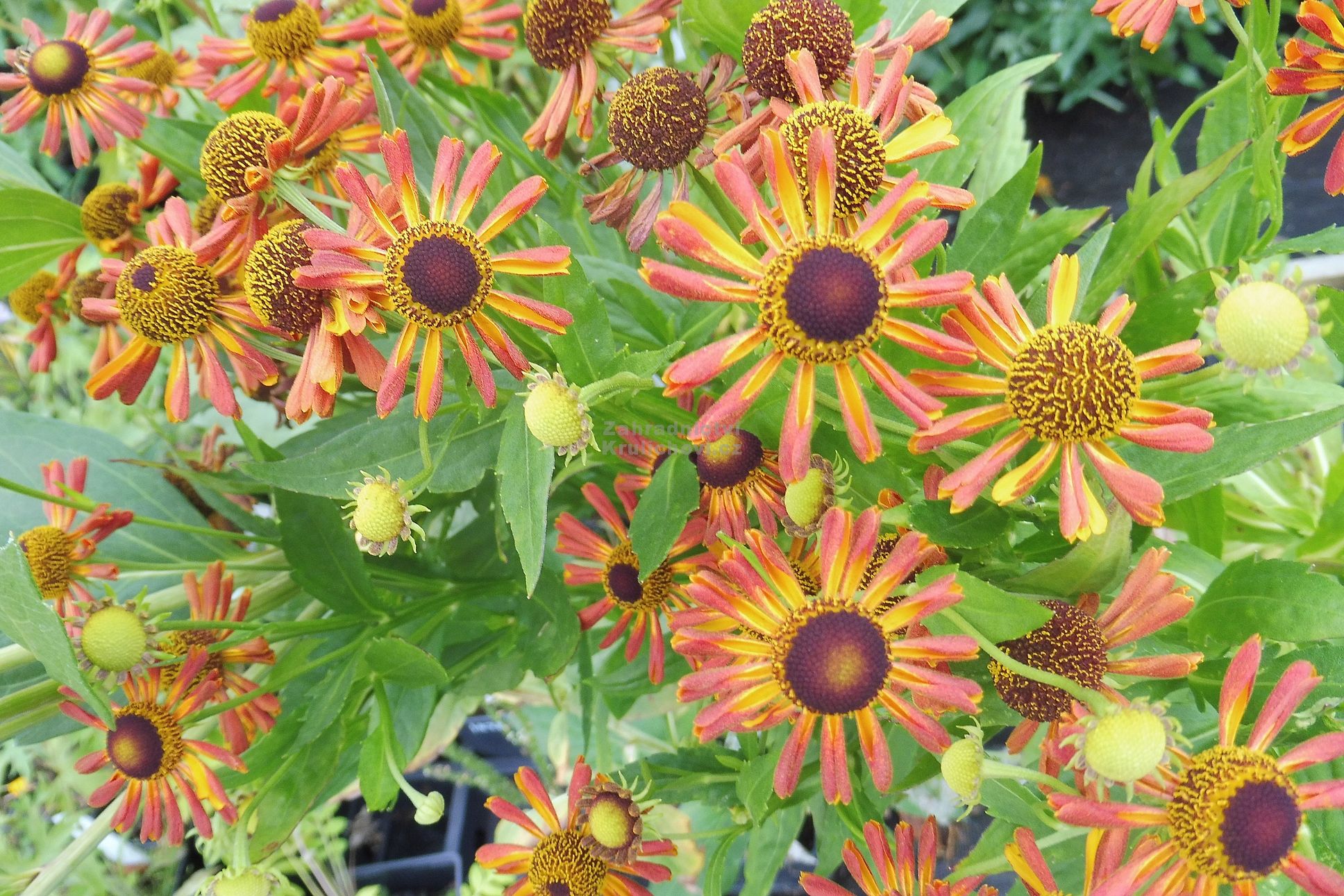 Helenium x hybridum " Loysder Wieck " - záplevák Zahradnictví ...