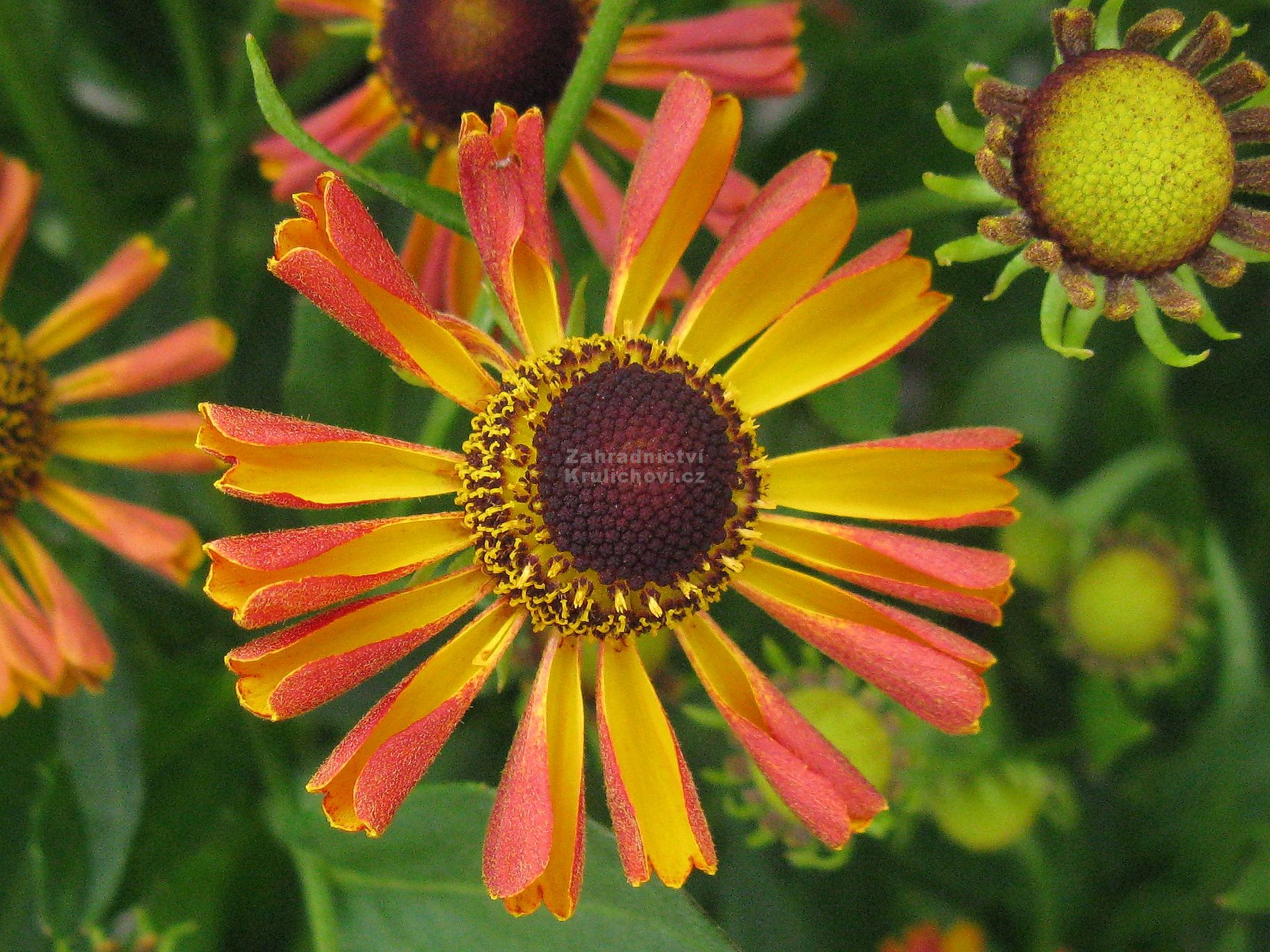Helenium x hybridum " Loysder Wieck " - záplevák Zahradnictví ...