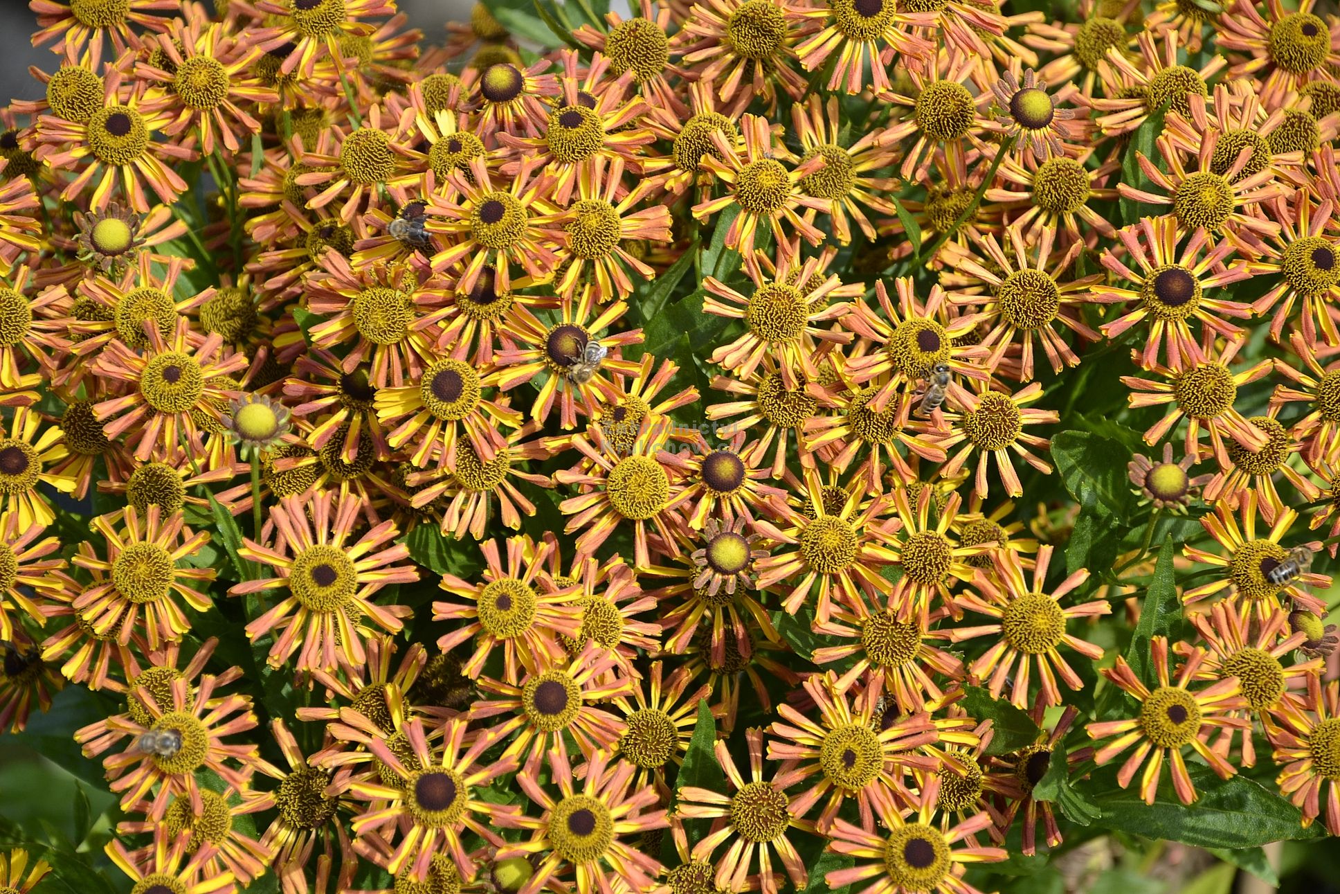 Helenium x hybridum " Loysder Wieck " - záplevák Zahradnictví ...