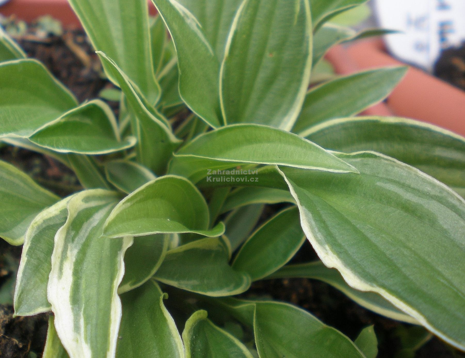 Hosta " Dixie Chick " - hosta, bohyška, funkie Zahradnictví Krulichovi ...
