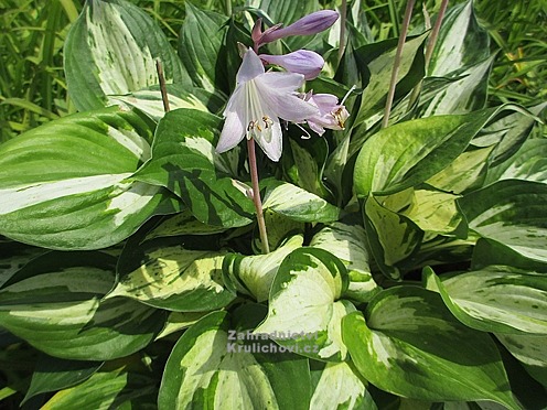 Hosta " Revolution " ® - hosta, bohyška Zahradnictví Krulichovi ...