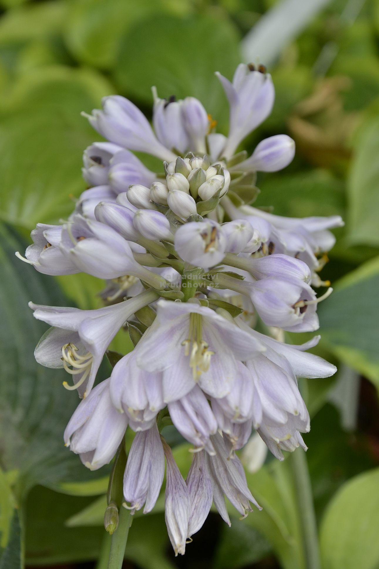 Hosta tokudama " Flavocircinalis " - hosta, bohyška, funkie ...