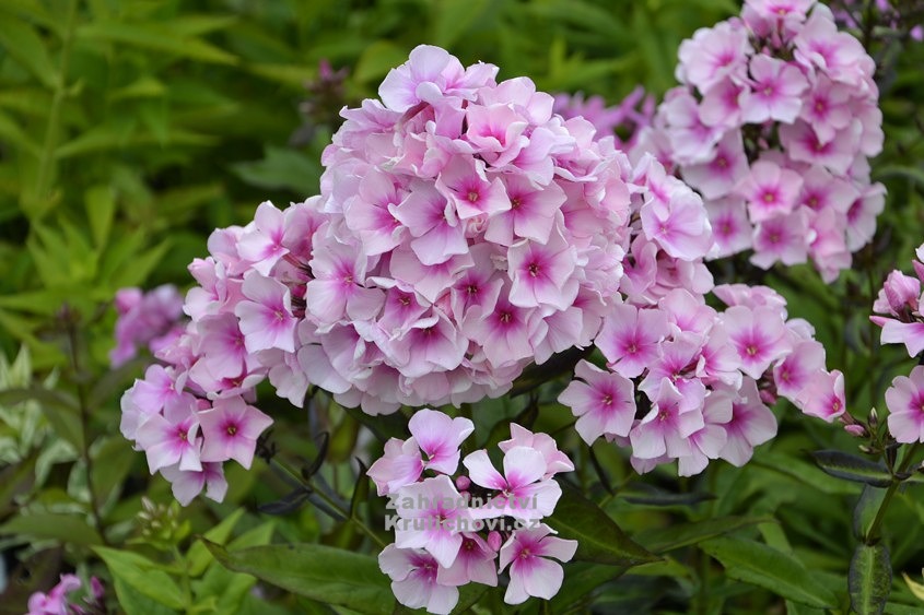 Phlox paniculata " Bright Eyes " - flox, plamenka Zahradnictví ...