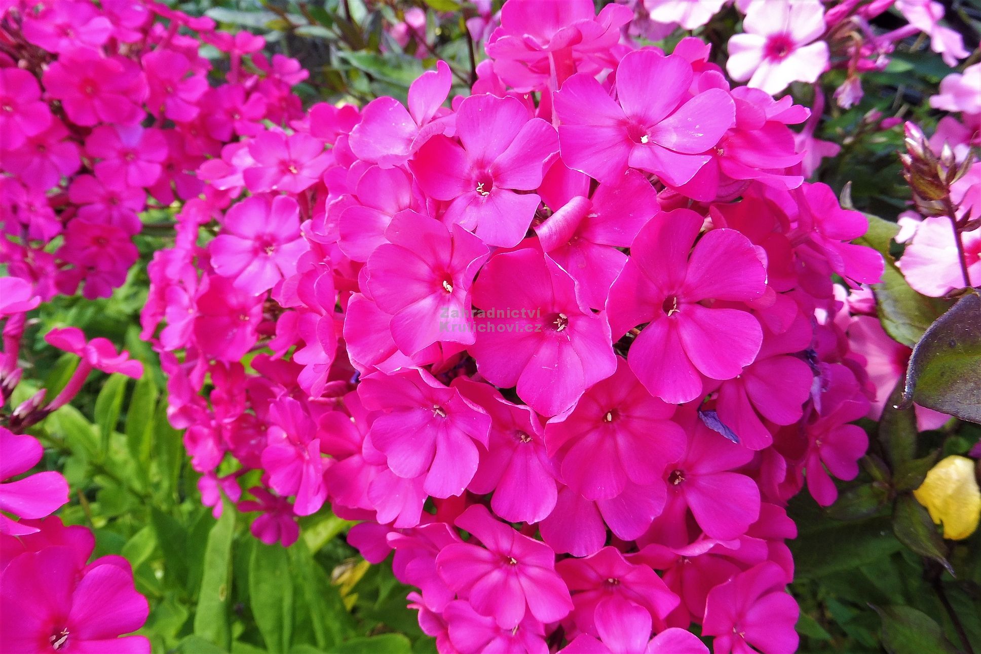 Phlox paniculata " Border Gem " - flox, plamenka Zahradnictví ...