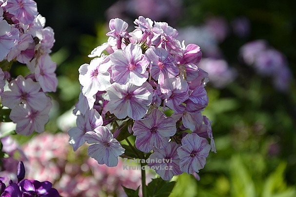 Phlox paniculata " Picasso " ® - flox, plamenka Zahradnictví Krulichovi ...