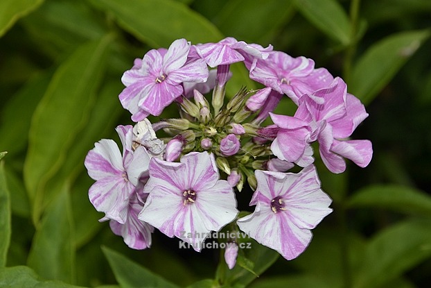 Phlox paniculata " Picasso " ® - flox, plamenka Zahradnictví Krulichovi ...