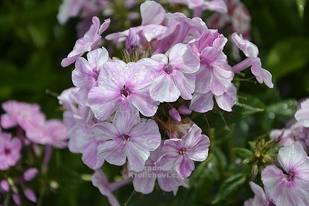 Phlox paniculata " Picasso " ® - flox, plamenka Zahradnictví Krulichovi ...