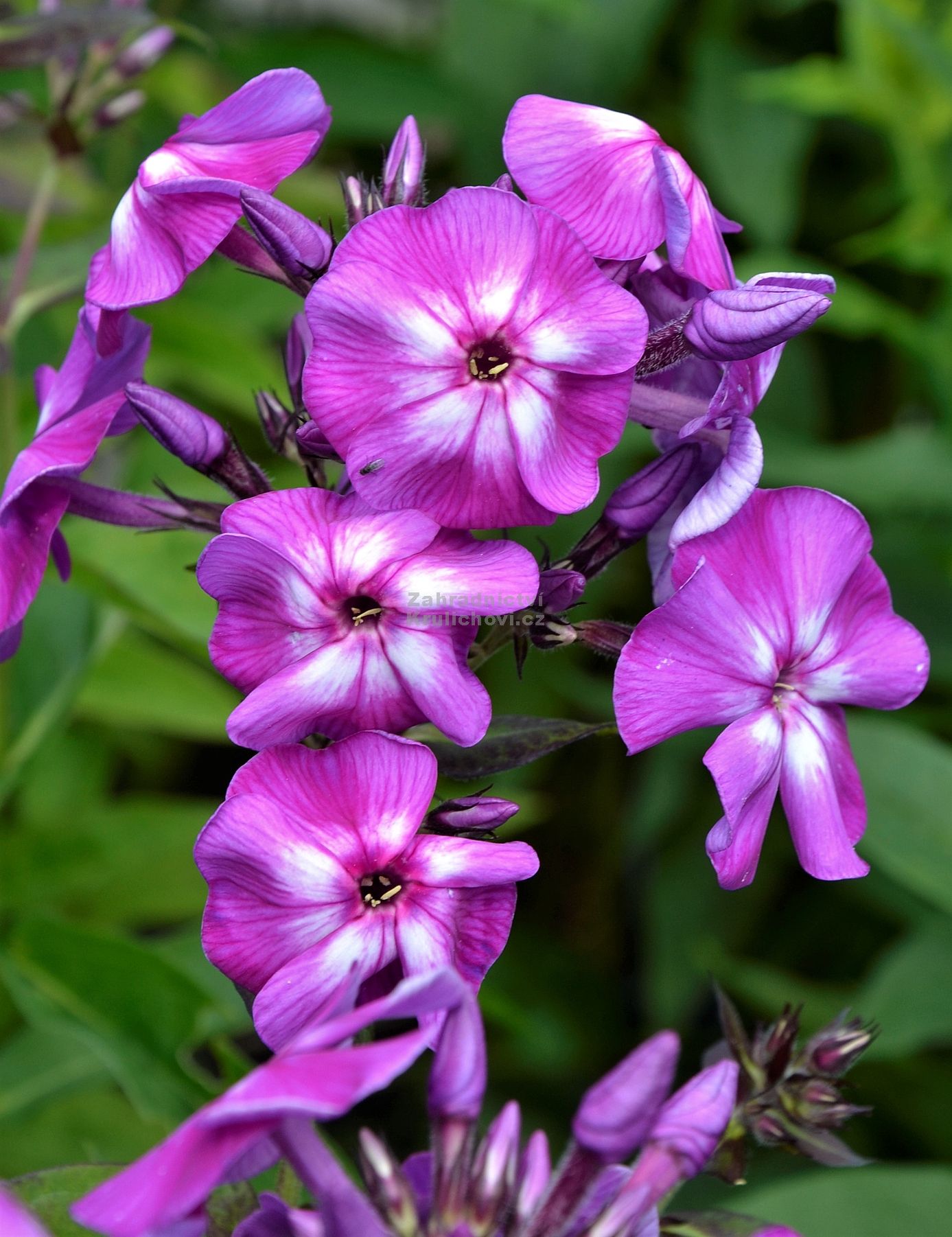 Phlox paniculata " Purple Kiss " - flox, plamenka Zahradnictví ...