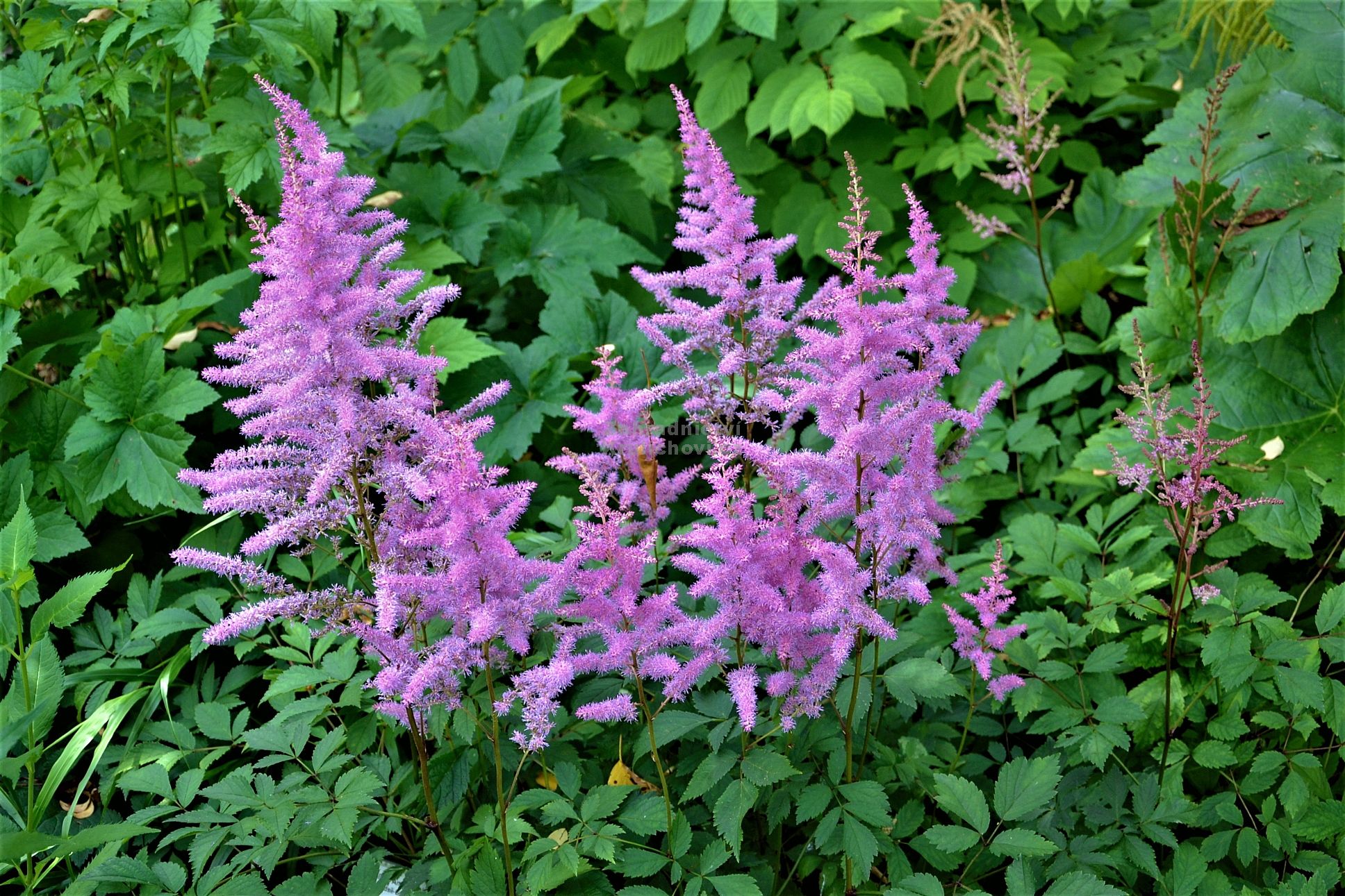 Astilbe x arendsii " Amethyst " - čechrava Zahradnictví Krulichovi ...