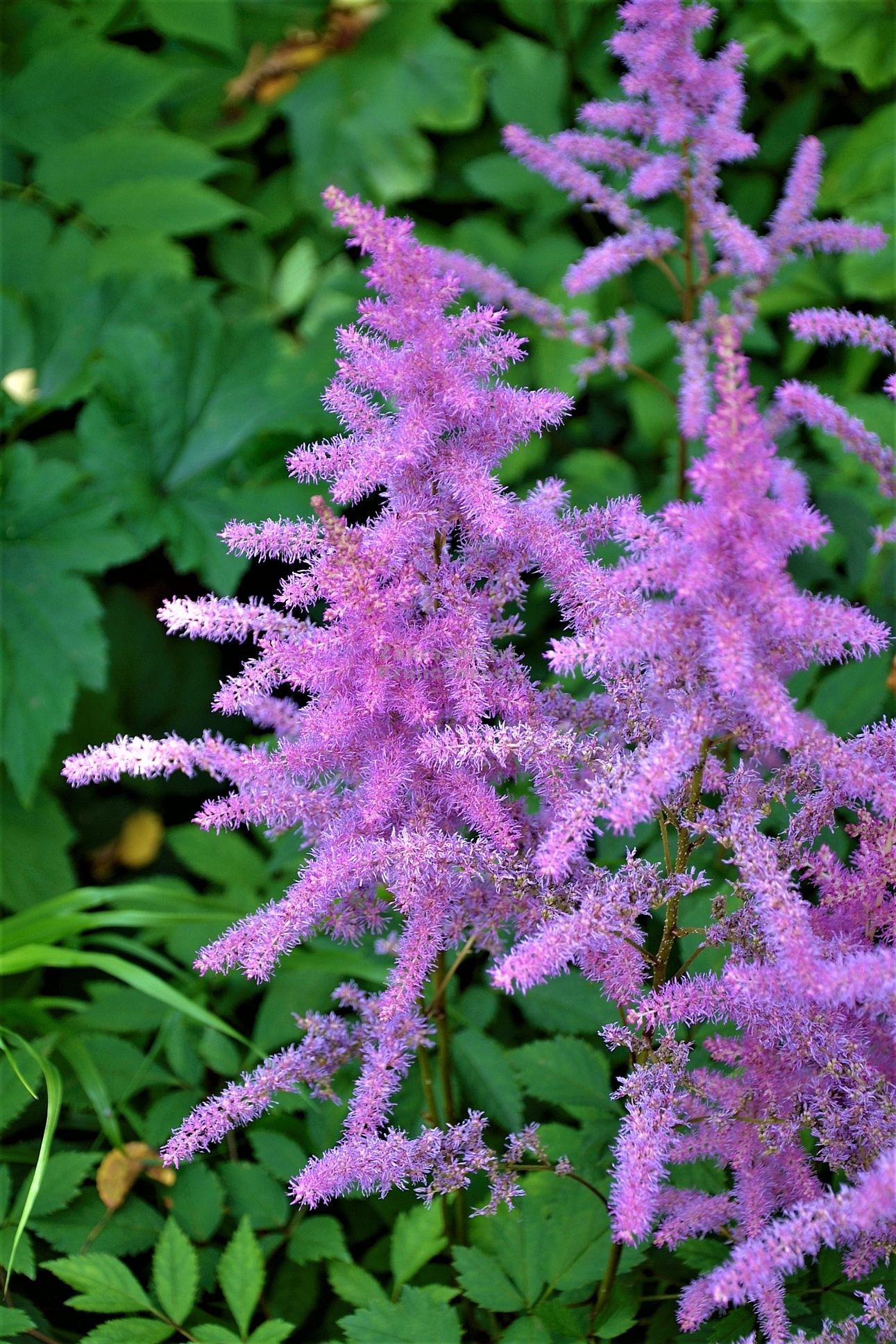 Astilbe x arendsii " Amethyst " - čechrava Zahradnictví Krulichovi ...