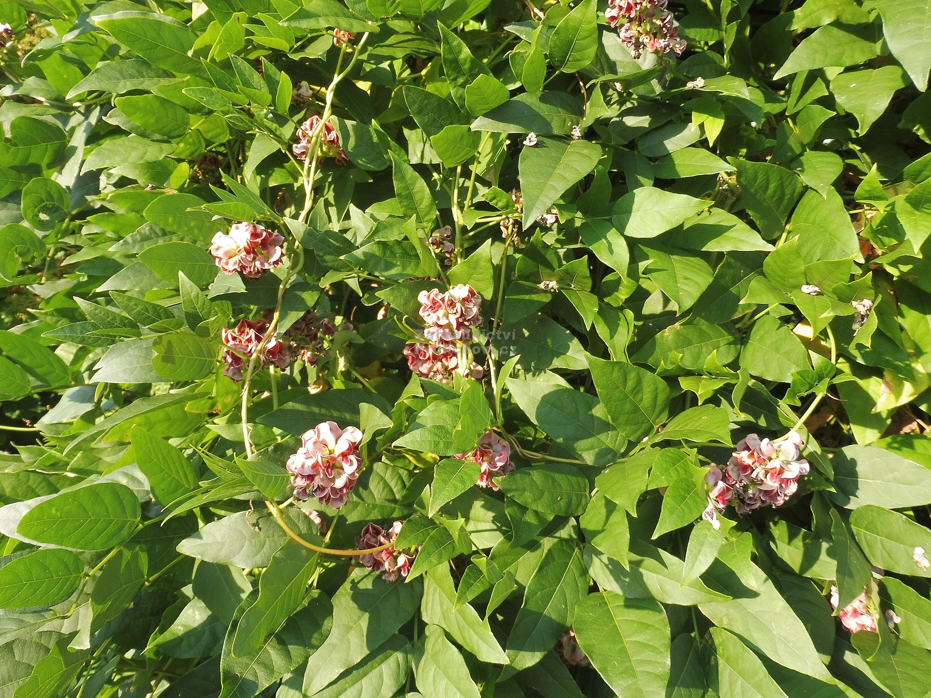 Apios americana ( syn. tuberosa ) - hlízola nachová Zahradnictví ...