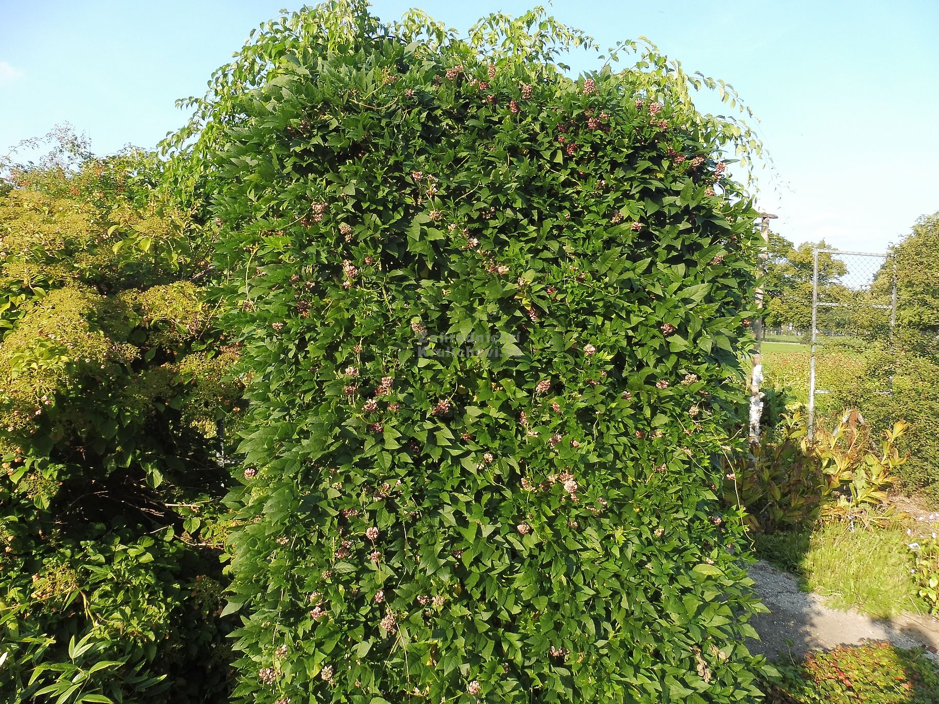 Apios americana ( syn. tuberosa ) - hlízola nachová Zahradnictví ...