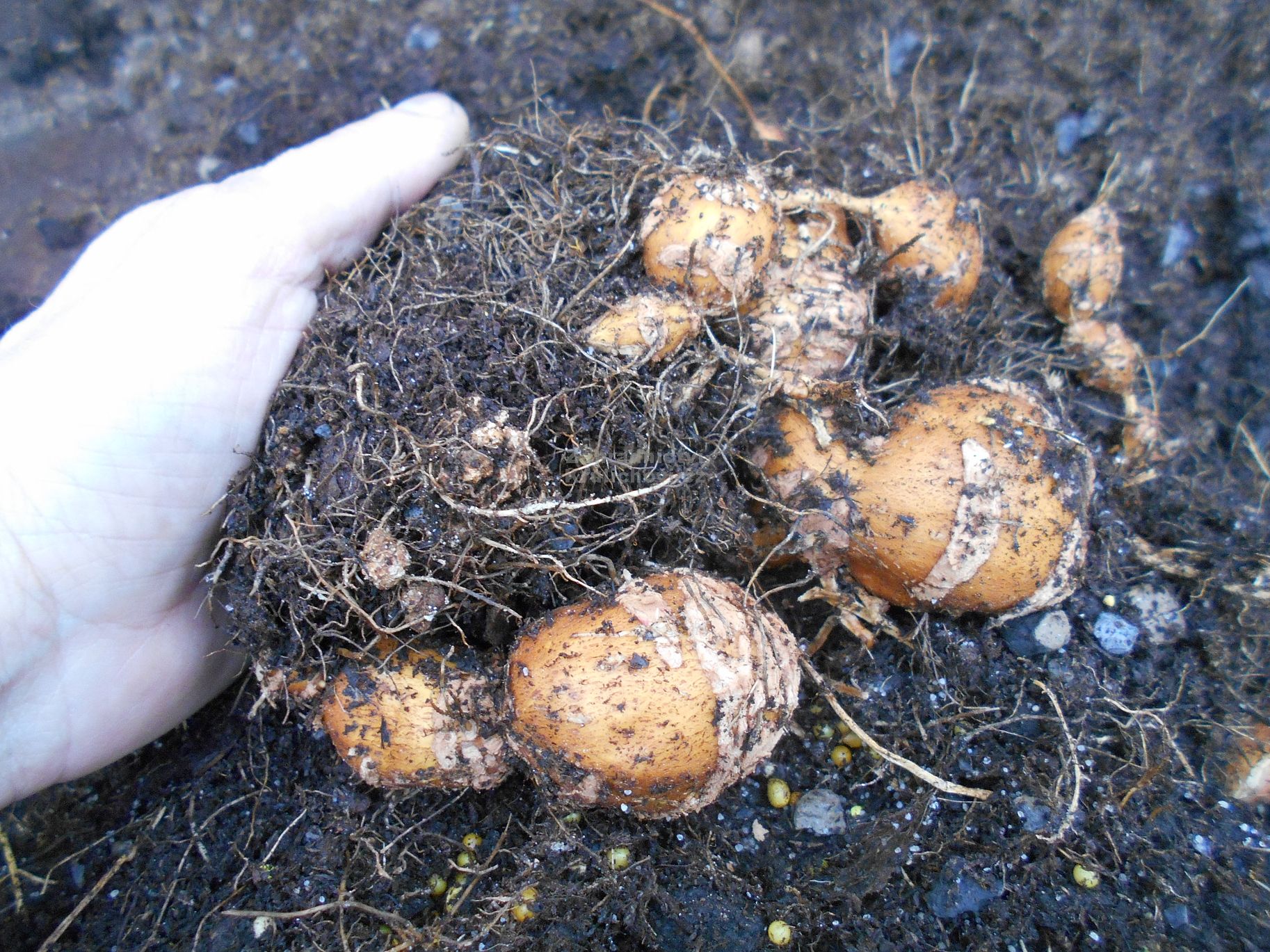 Apios americana ( syn. tuberosa ) - hlízola nachová Zahradnictví ...