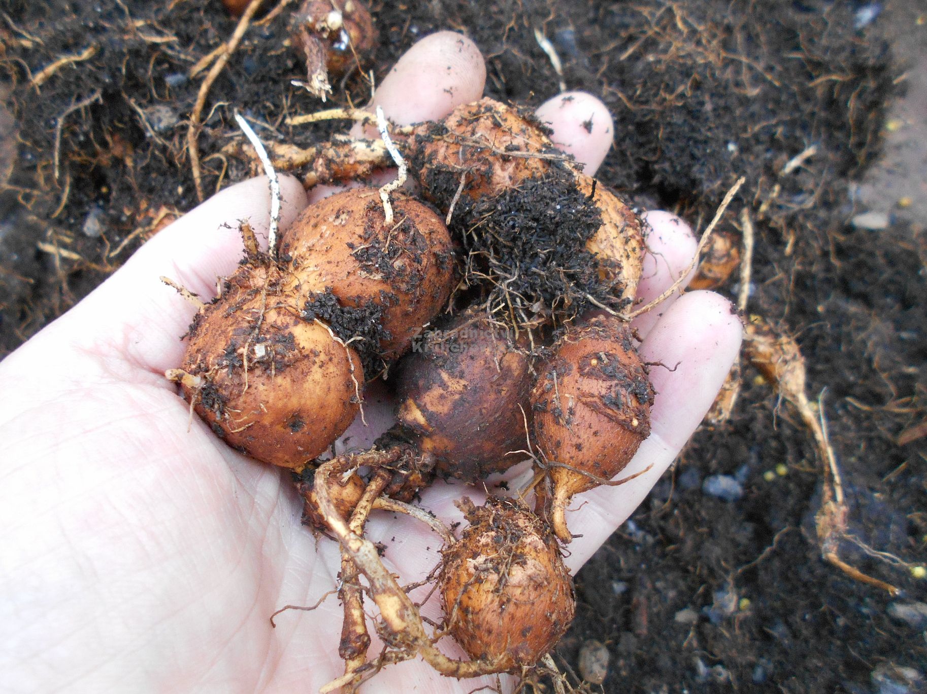 Apios americana ( syn. tuberosa ) - hlízola nachová Zahradnictví ...