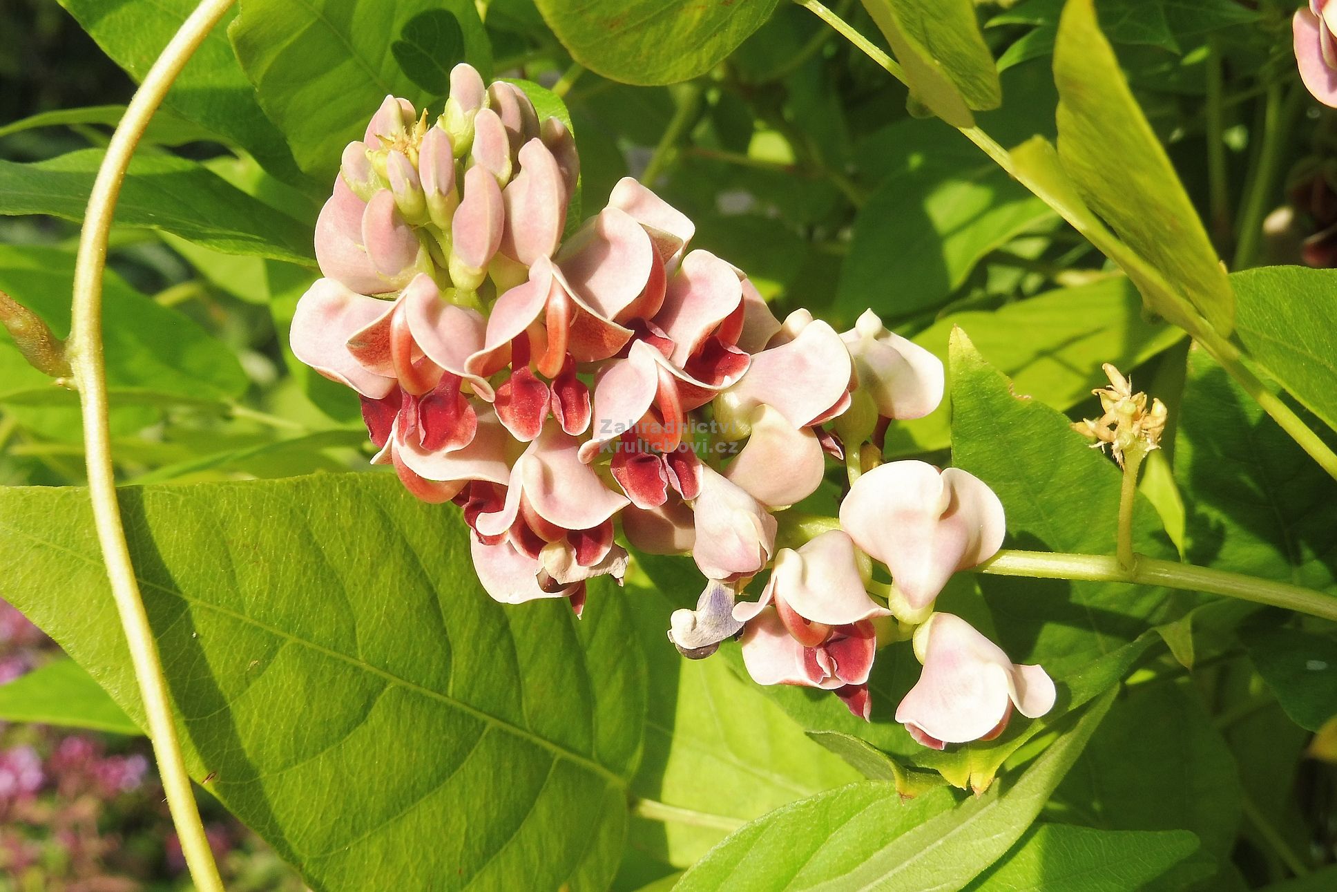 Apios americana ( syn. tuberosa ) - hlízola nachová Zahradnictví ...