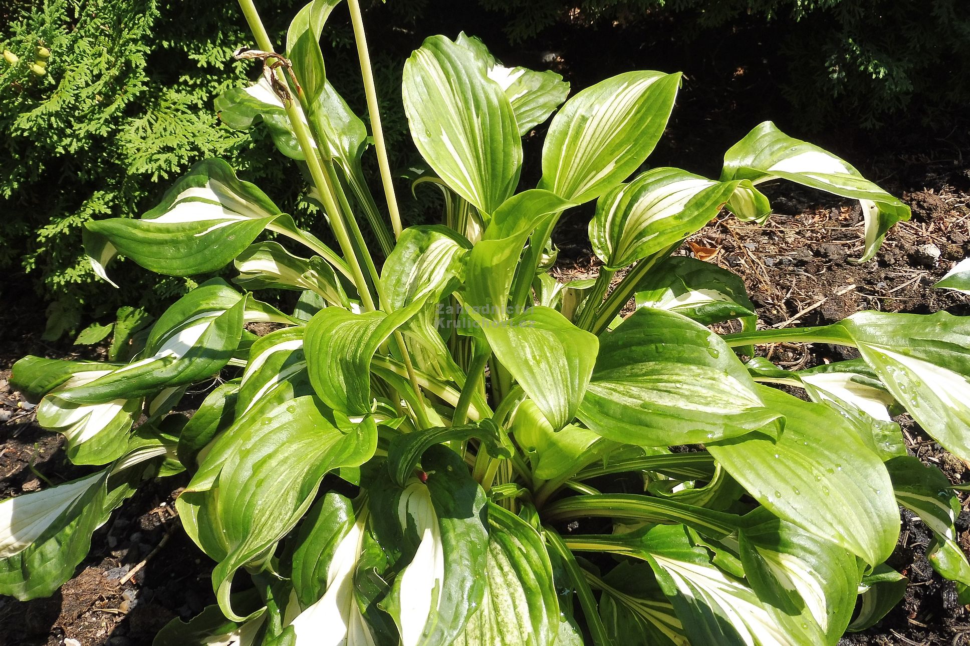 Hosta Undulata Univittata - hosta, bohyška, funkie Zahradnictví ...