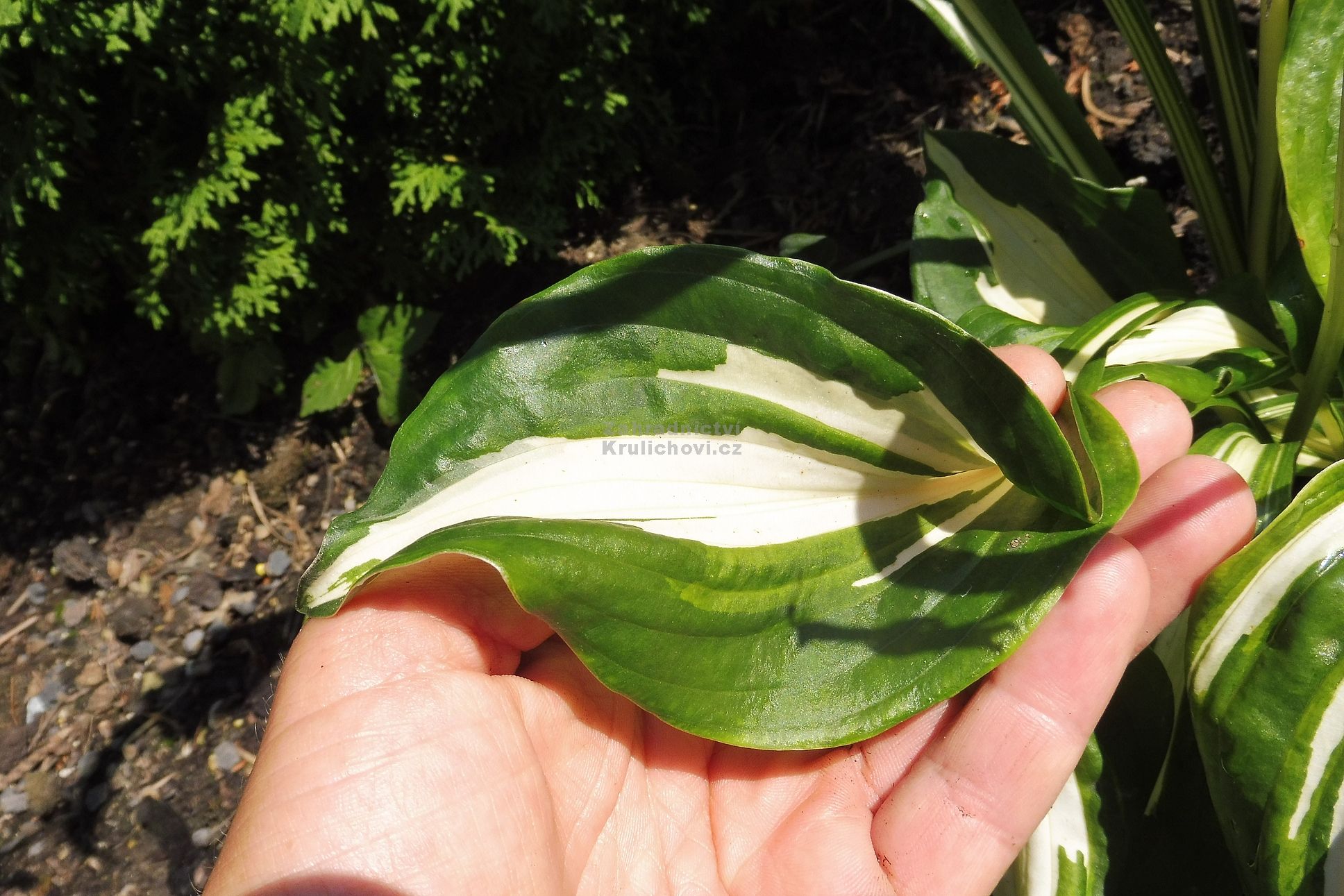Hosta Undulata Univittata - hosta, bohyška, funkie Zahradnictví ...