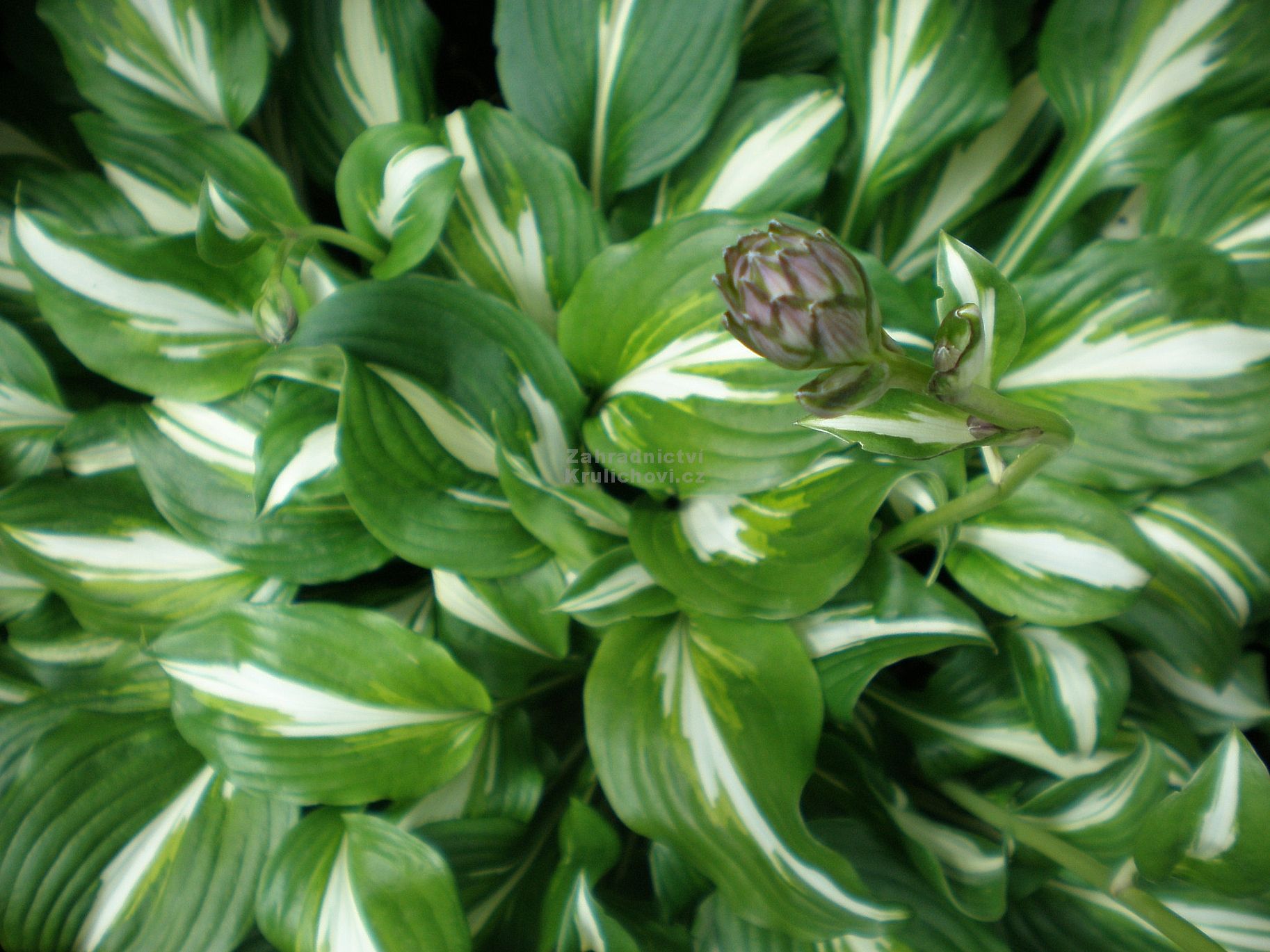Hosta Undulata Univittata - hosta, bohyška, funkie Zahradnictví ...