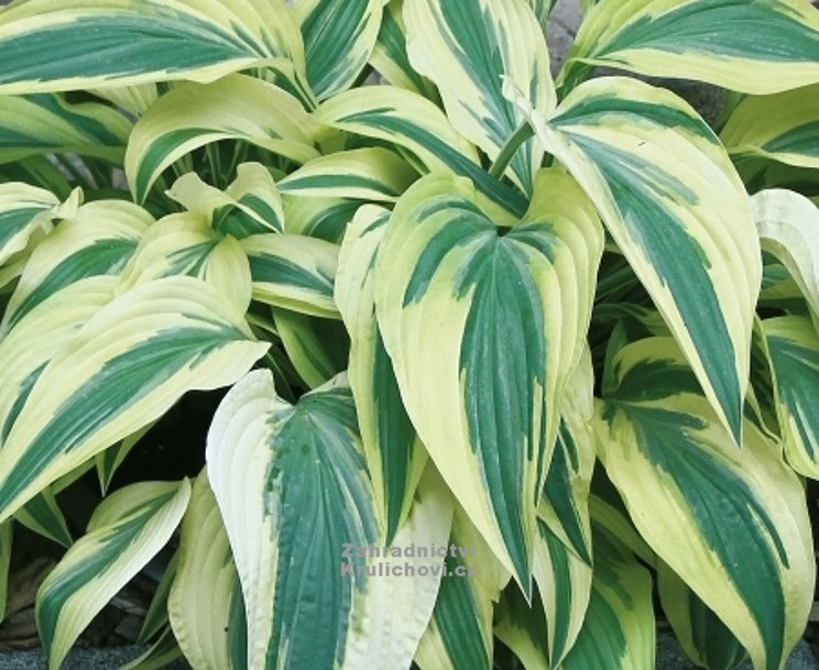 Hosta " Lakeside Dragonfly " - hosta, bohyška, funkie Zahradnictví ...